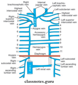 Thorax Archives - Class Notes