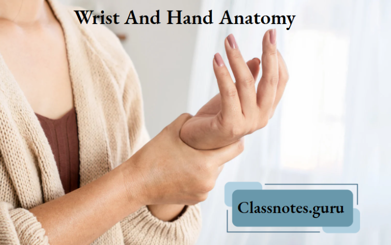 Wrist And Hand Anatomy - Class Notes
