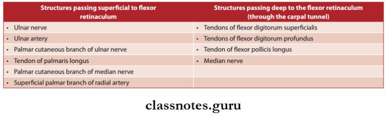 Wrist And Hand Anatomy - Class Notes