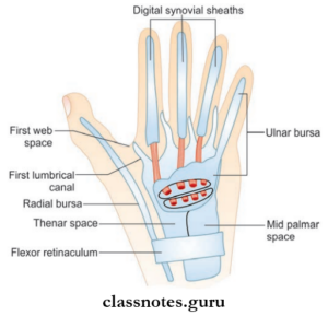 Wrist And Hand Anatomy - Class Notes