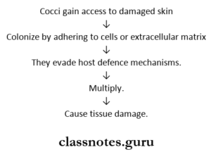 Staphylococcus - Class Notes
