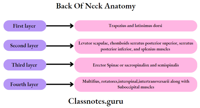 Back Of Neck Anatomy Question And Answers - Class Notes