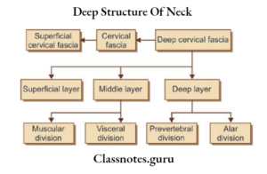 Deep Structure Of Neck Question And Answers - Class Notes