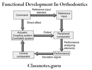 Functional Development In Orthodontics Question And Answers - Class Notes