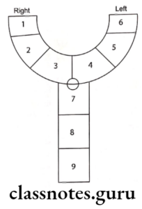 Cleft Lip And Palate Orthodontics Question And Answers - Class Notes