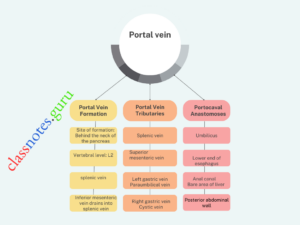 Blood Vessels Of Abdomen And Pelvis Question And Answers - Class Notes