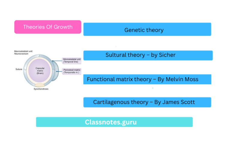 Orthodontics Growth And Development Question And Answers - Class Notes