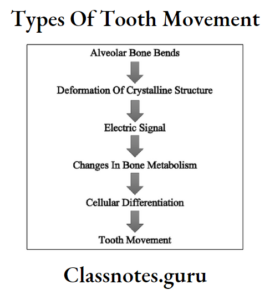 Orthodontic Tooth Movement Question And Answers - Class Notes