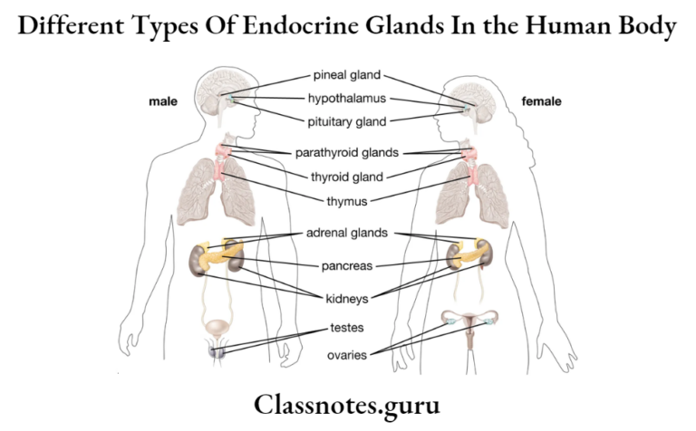 Different Types Of Endocrine Glands In Human Body - Class Notes