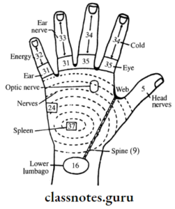 Location Of Sciatic Nerve And Pressure Points In It - Class Notes