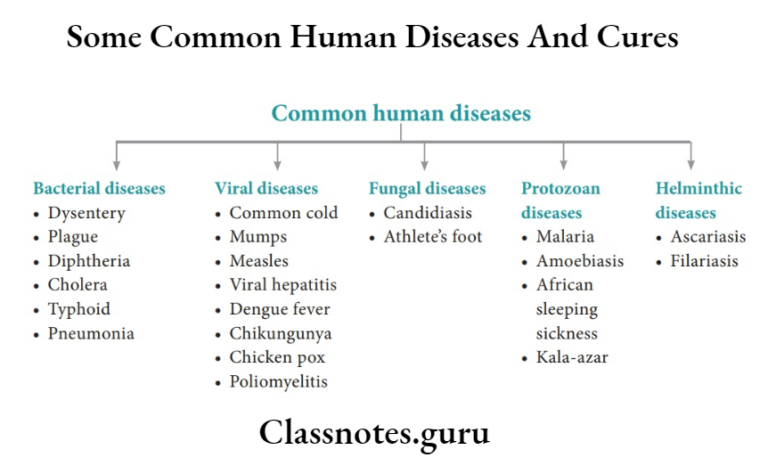 Some Common Human Diseases And Cures - Class Notes
