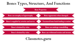 Bones Types, Structure, And Functions Notes - Class Notes