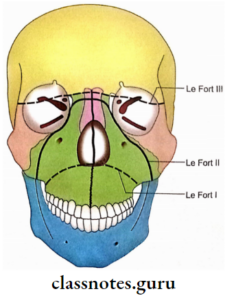 Norma Frontalis: Features, Attachments and Anatomy - Class Notes