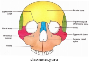 Norma Frontalis: Features, Attachments and Anatomy - Class Notes