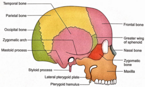 Norma Lateralis: Definition, Features And Attachments - Class Notes
