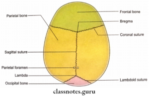 Norma Verticalis Of The Skull Notes - Class Notes