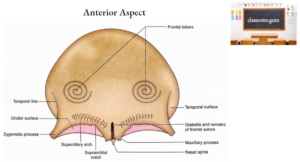 Frontal Bone Anatomy Notes - Class Notes
