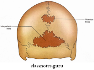 Bones Types, Structure, And Functions Notes - Class Notes