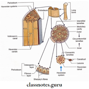 Bones Types, Structure, And Functions Notes - Class Notes