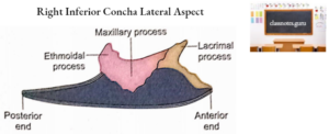 Nasal Conchae: Anatomy, Structure And Function Notes - Class Notes