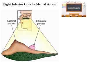 Nasal Conchae: Anatomy, Structure And Function Notes - Class Notes