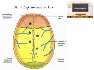 Interior Of The Cranial Vault - Class Notes