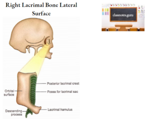 Lacrimal Bone: Anatomy, Borders And Function Notes - Class Notes