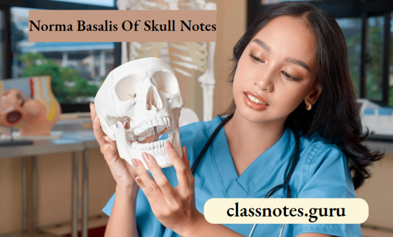 Norma Basalis Of Skull Notes - Class Notes