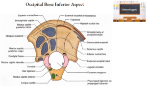 Occipital Bone Osteology Notes - Class Notes