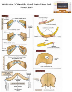 Ossification Osteology Notes - Class Notes