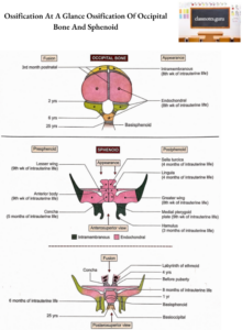 Ossification Osteology Notes - Class Notes