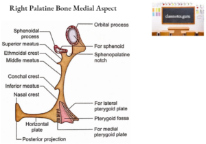 Palatine Bones Osteology Notes - Class Notes
