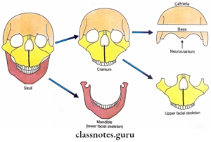 Skull Anatomy Notes - Class Notes