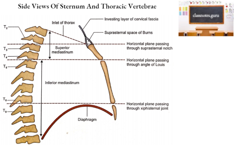 Sternum: Anatomy, Parts, Pain And Diagram Notes - Class Notes