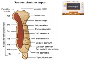 Sternum: Anatomy, Parts, Pain And Diagram Notes - Class Notes