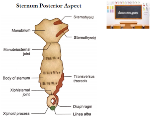 Sternum: Anatomy, Parts, Pain And Diagram Notes - Class Notes