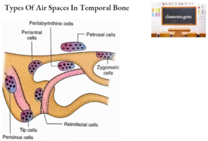 Temporal Bone Anatomy Notes - Class Notes