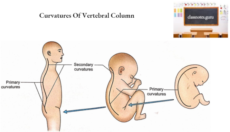 Vertebrae Osteology Notes - Class Notes