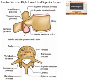 Vertebrae Osteology Notes - Class Notes