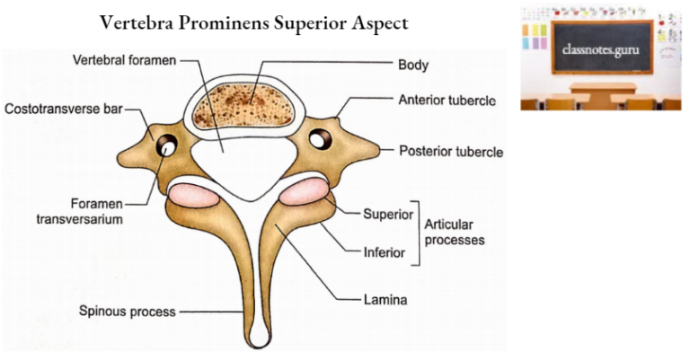 Vertebrae Osteology Notes - Class Notes