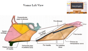 Vomer: Anatomy, Location, And Function Notes - Class Notes