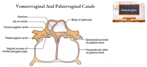 Vomer: Anatomy, Location, And Function Notes - Class Notes
