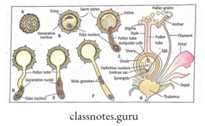 Class 10 Science Notes For Continuity Of Life - Class Notes