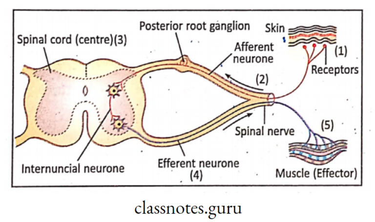 Class 10 Science Notes For Control And Co-Ordination In Living Organism ...