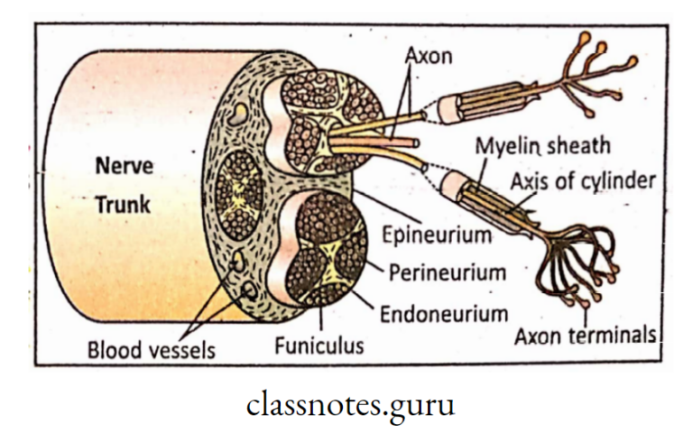 Class 10 Science Notes For Control And Co-Ordination In Living Organism ...