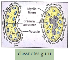 Levels of Organization of Living Things Class 9 Notes - Class Notes