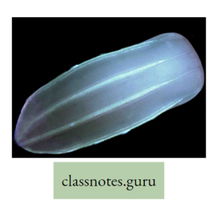 Diversity In Living Organisms Class 9 Notes - Class Notes