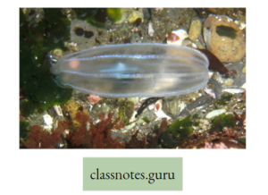 Diversity In Living Organisms Class 9 Notes - Class Notes