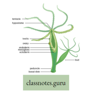 Diversity In Living Organisms Class 9 Notes - Class Notes