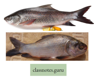 Diversity In Living Organisms Class 9 Notes - Class Notes
